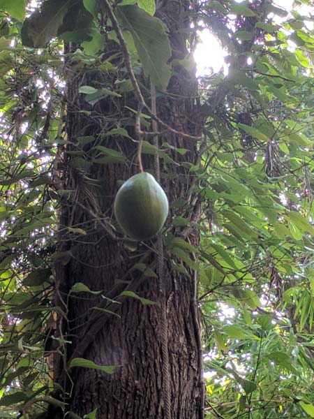 Tree of My Life | Anita Nair